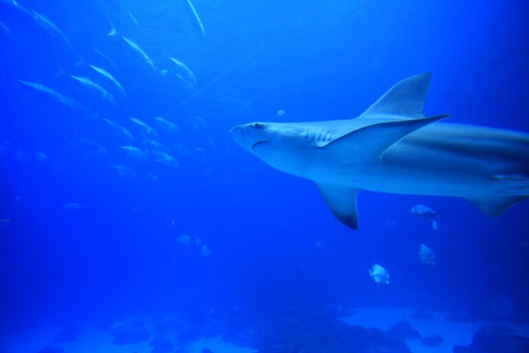 Anchorage Bust Ignites Nationwide Seizure of 50,000 Illegal Shark Fins ...