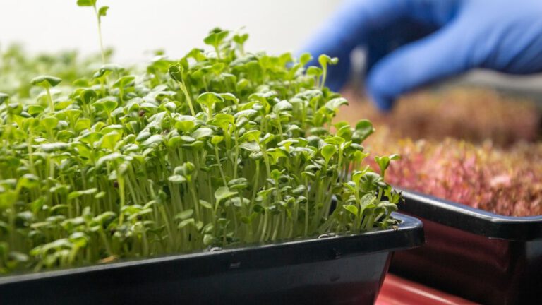 Canada Recalls Microgreens Over E. Coli Contamination – 24/7 Food Recipes
